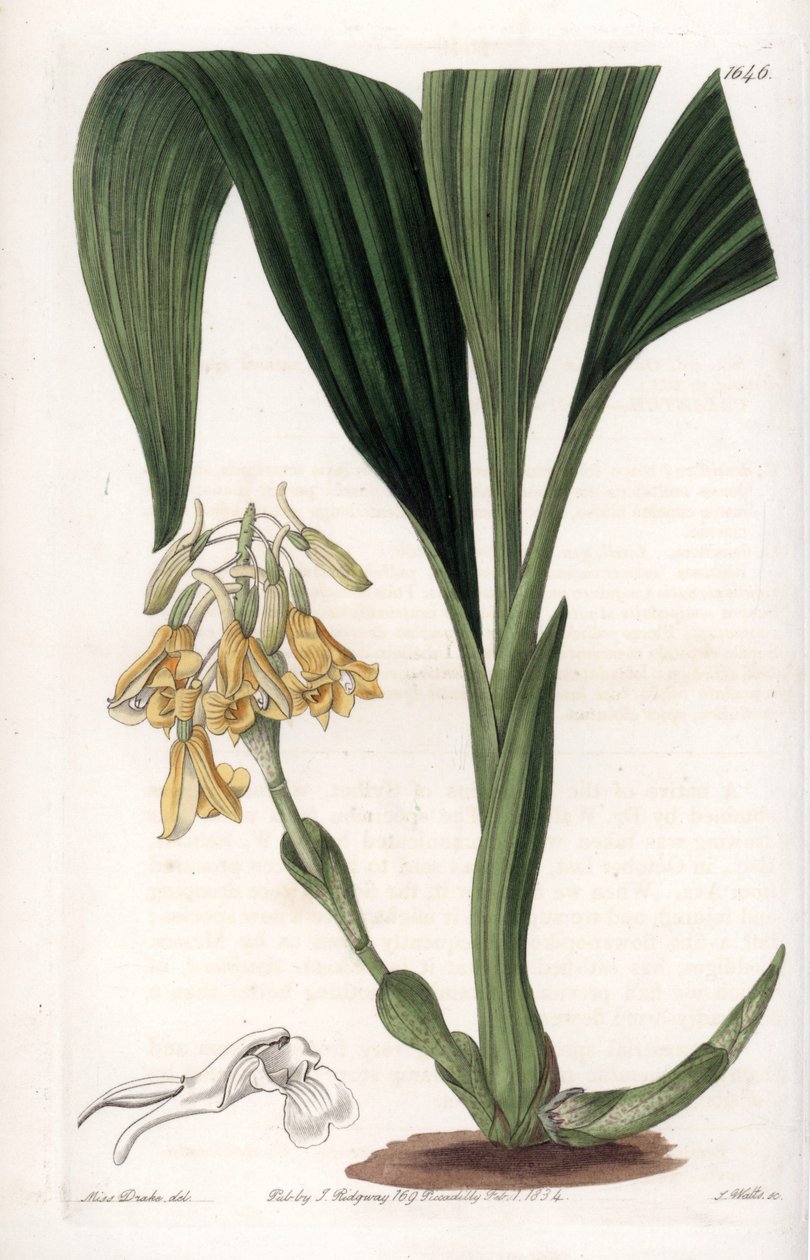 Orchid: calanth variety, with yellow flowers