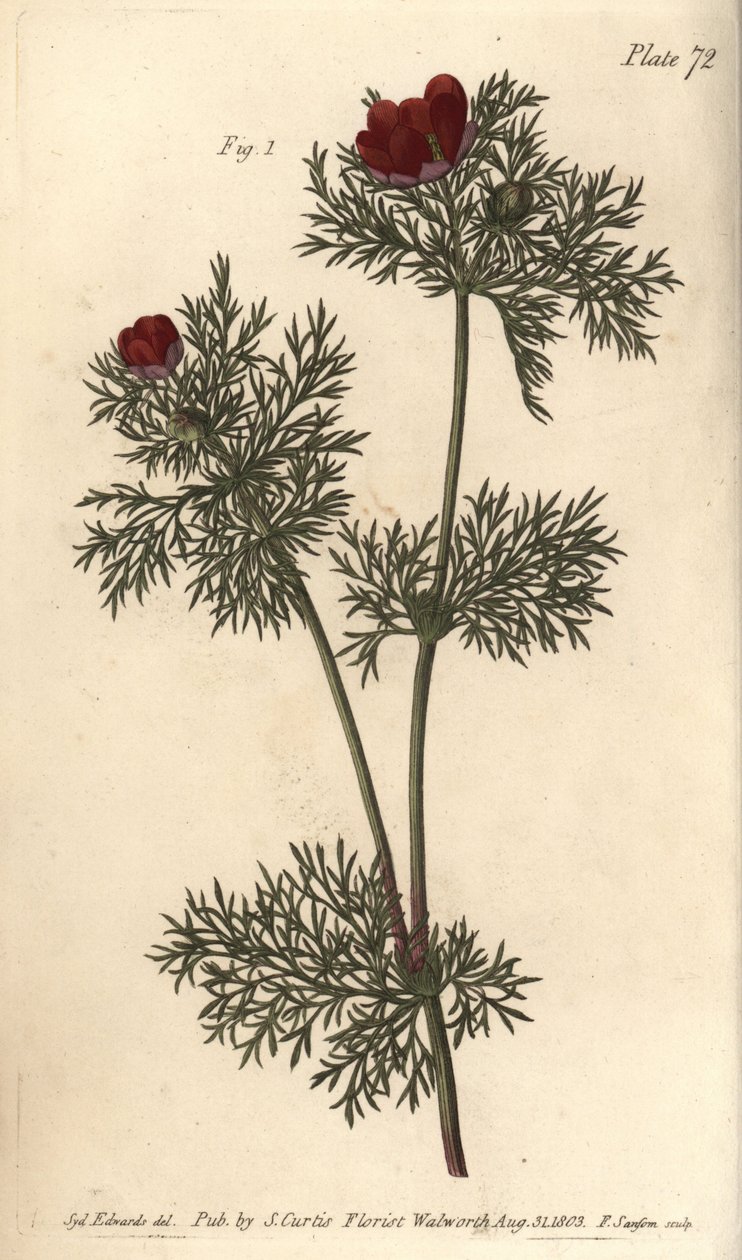 Pheasant's Eye, Adonis Annua, Polygynia, Hermaphrodite Flower with Many ...