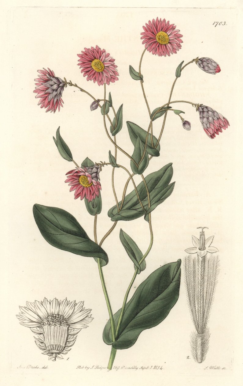 Pink Rhodanthe, Native to Australia - Engraved by S. Watts, from an ...