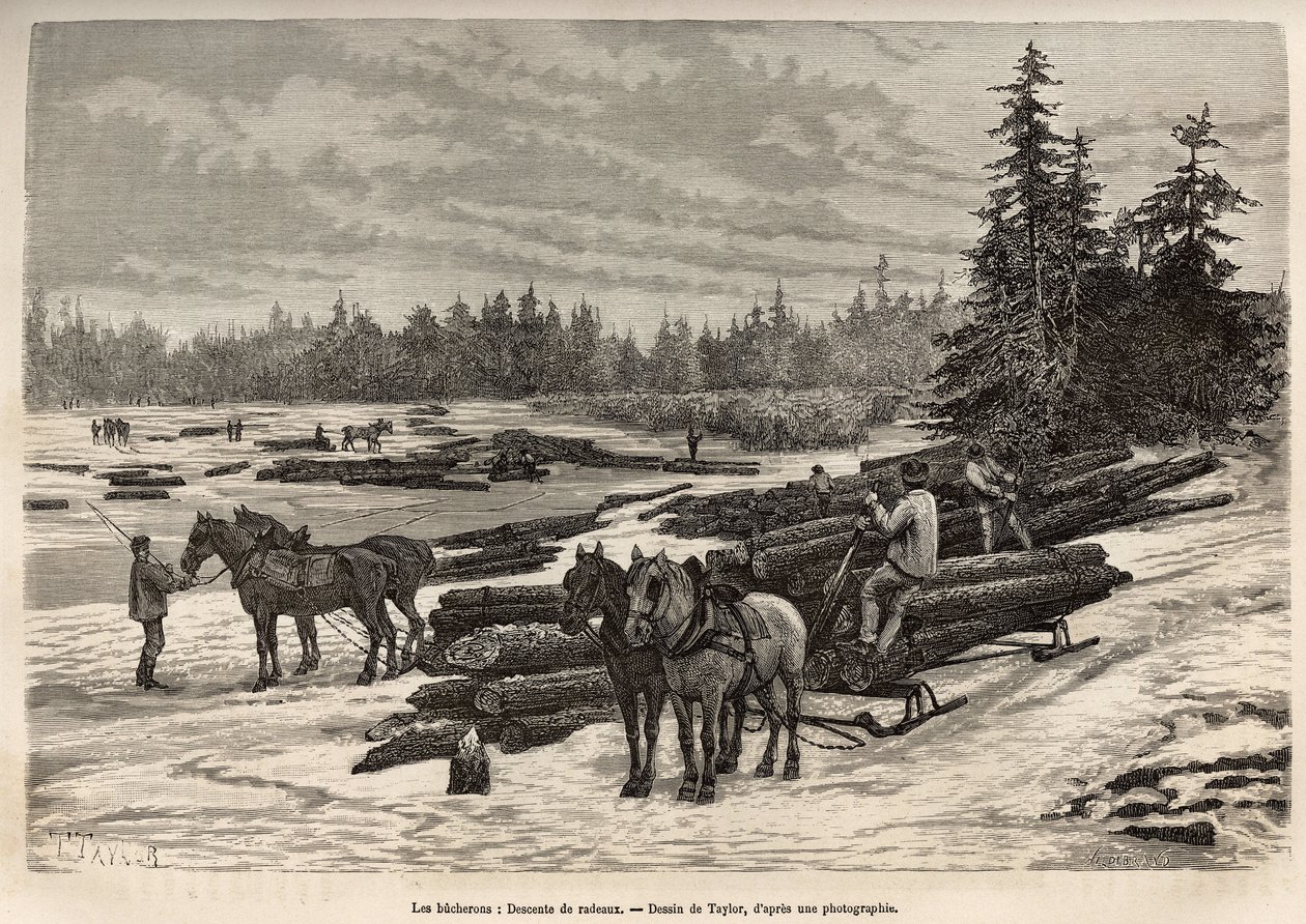 The descent of the rafts in Ontario, the loggers unload the cut trunks ...