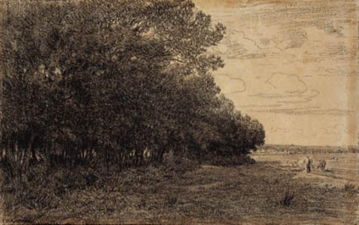 A Small Group of Tall Trees by the Macherin Forest