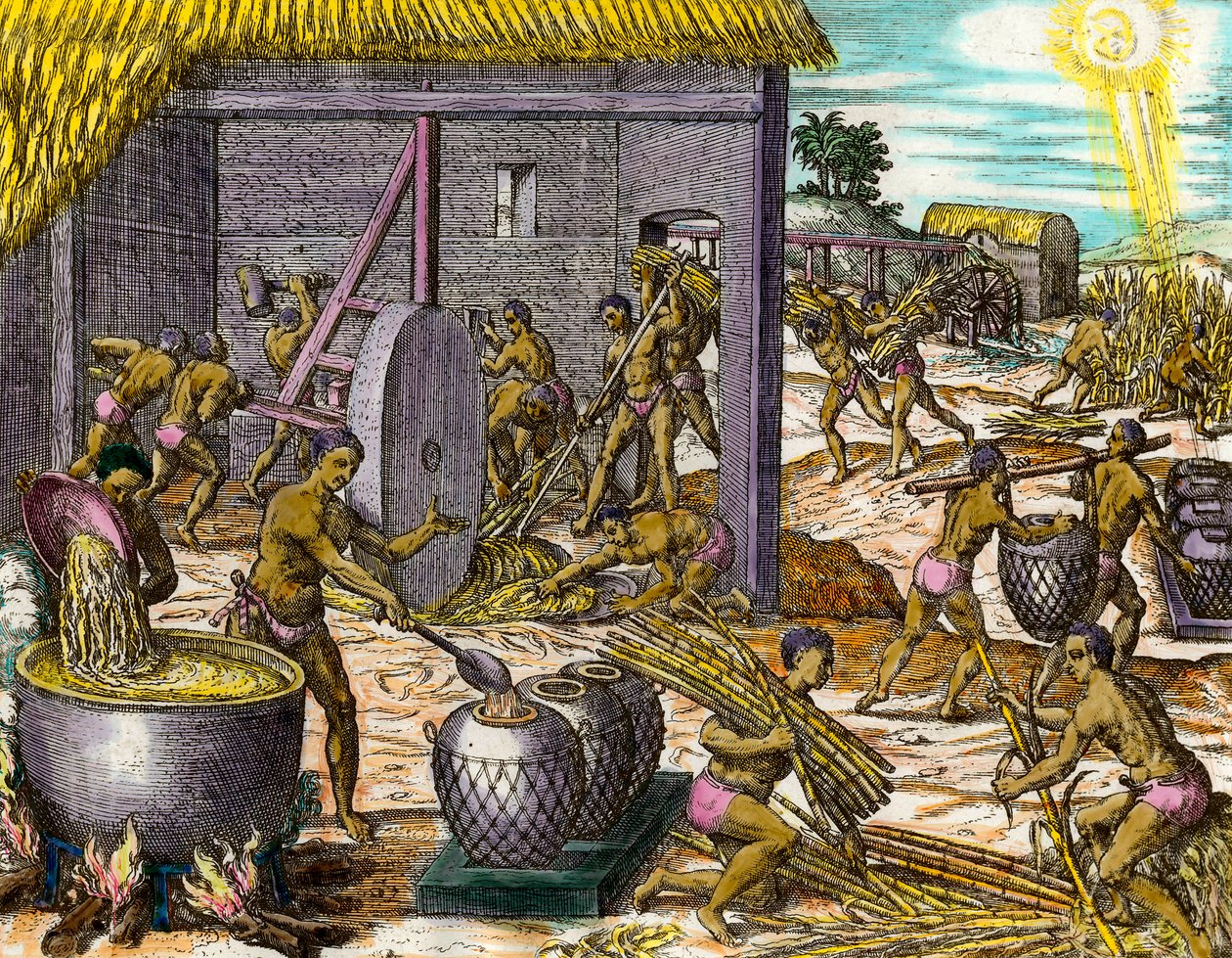 History of America: Collecting sugar cane and making sugar