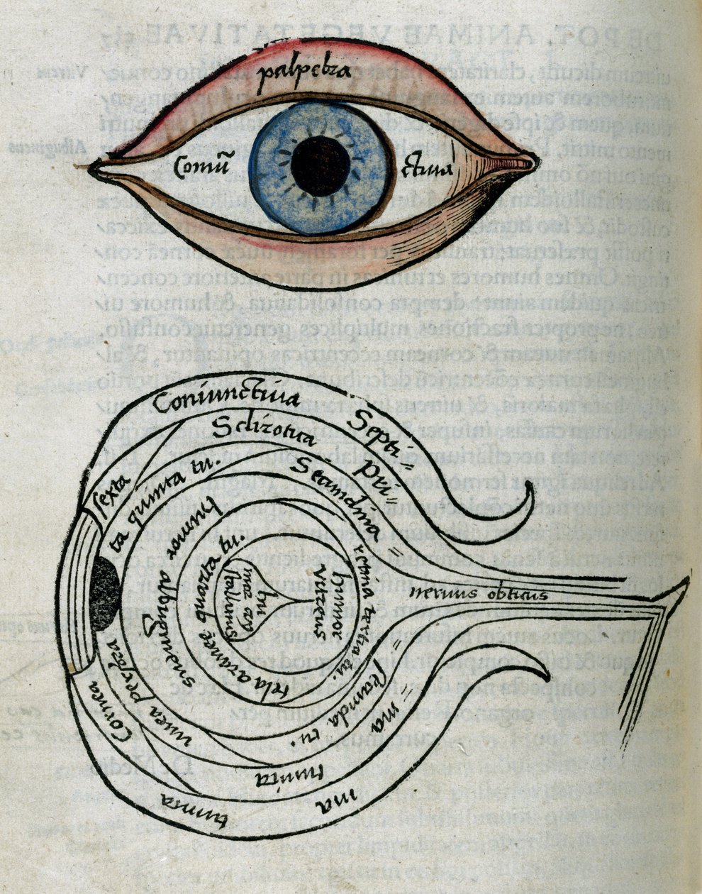 Structure of the eye by Unbekannt: Premium art reproduction