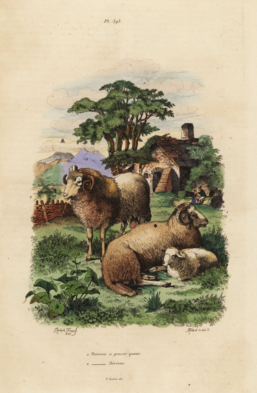 Fat-tailed sheep, Ovis aries, and Merino sheep, Ovis aries