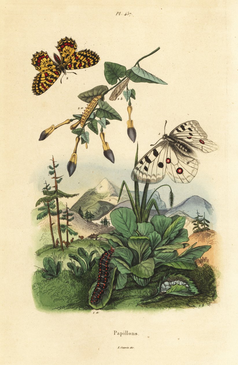 Butterfly Painting Art Mountain