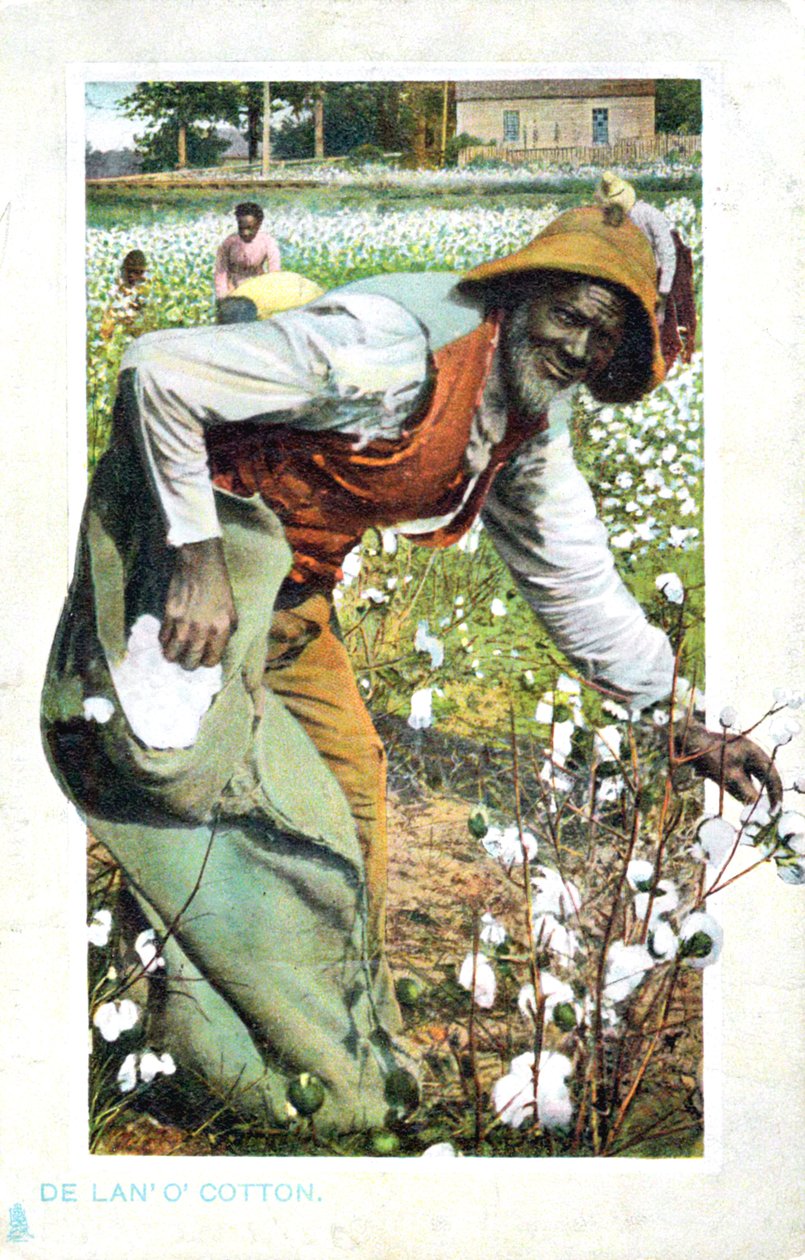 Enslaved African Americans Picking Cotton 20 Slaves Picking Cotton