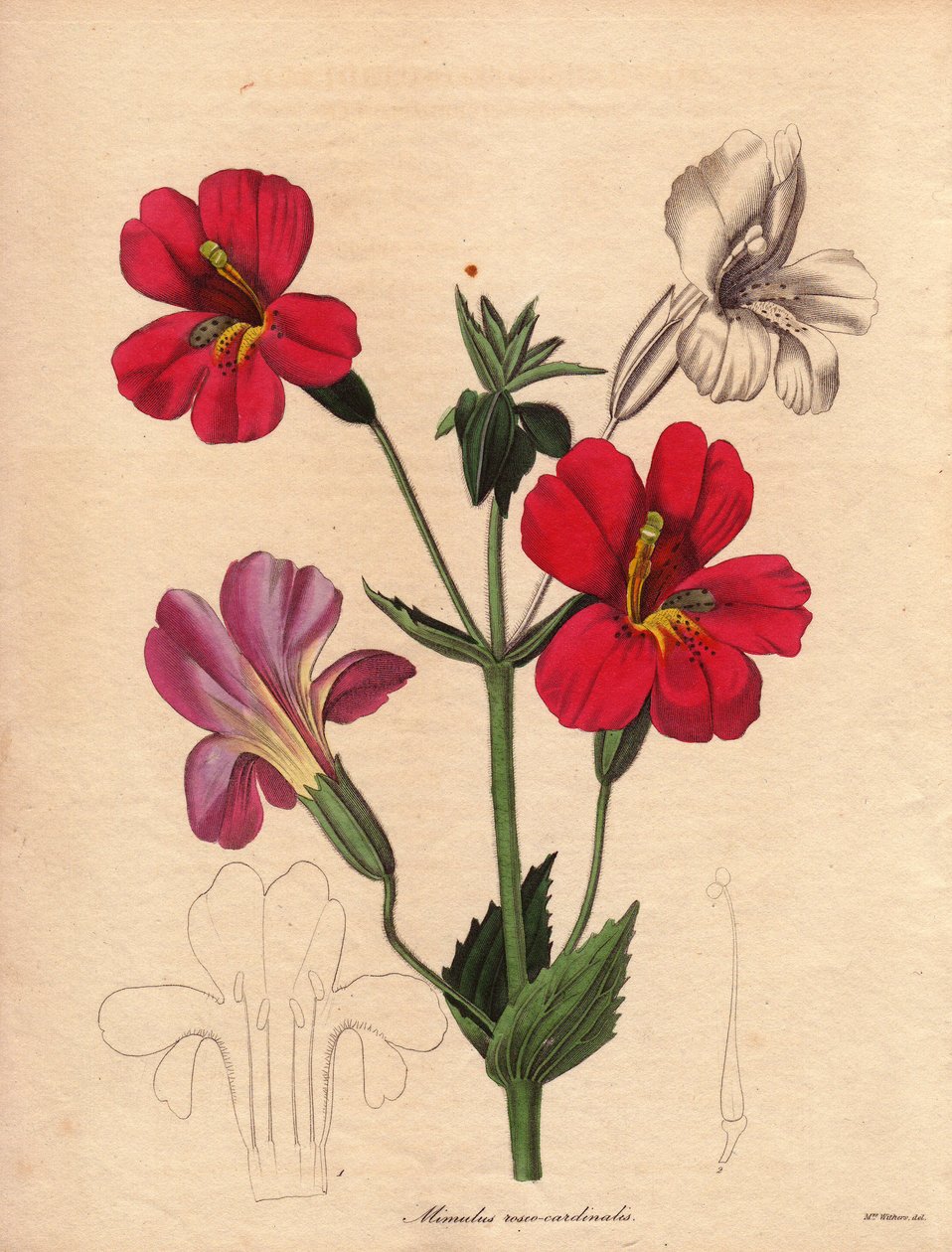 Common Monkey Flower Drawing MIMULUS CARDINALIS Douglas Ex Bentham