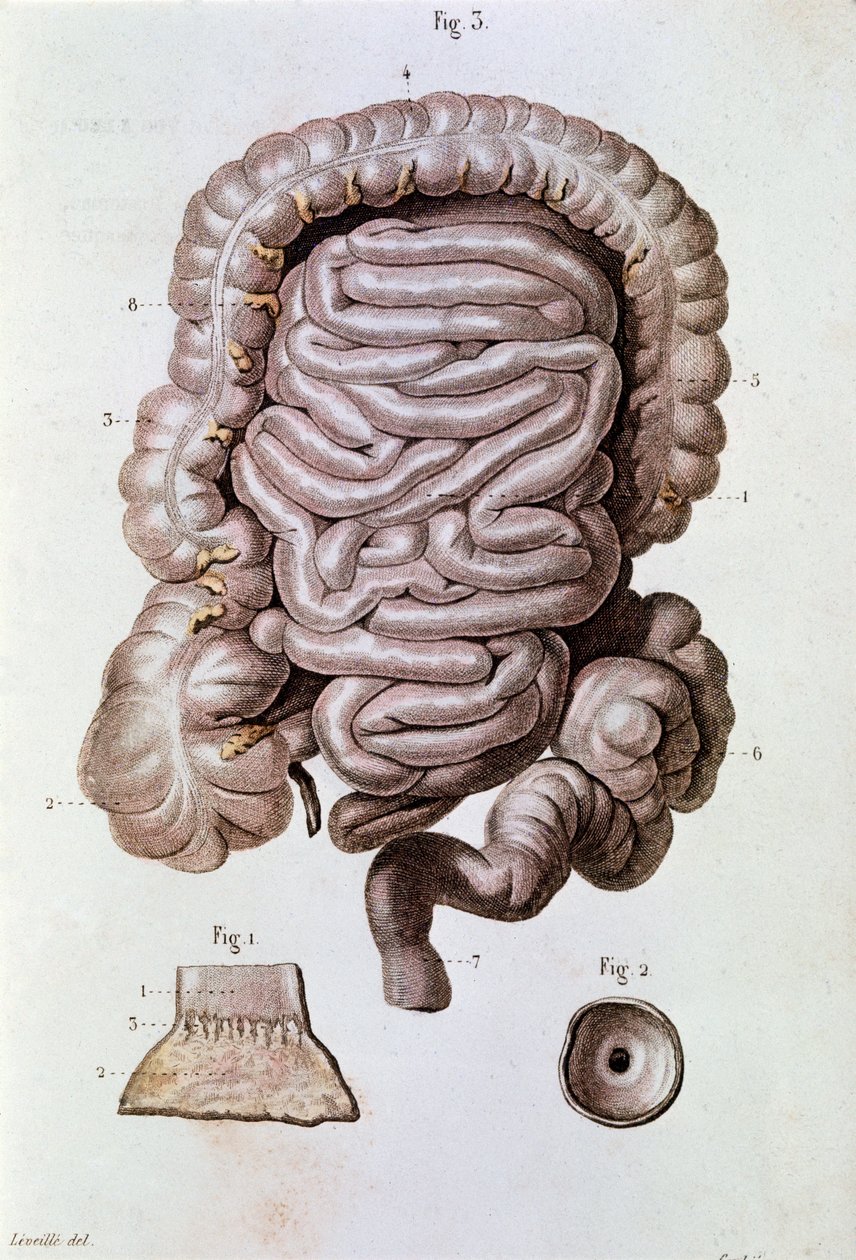 Study of human intestine, duodenum and small intestine