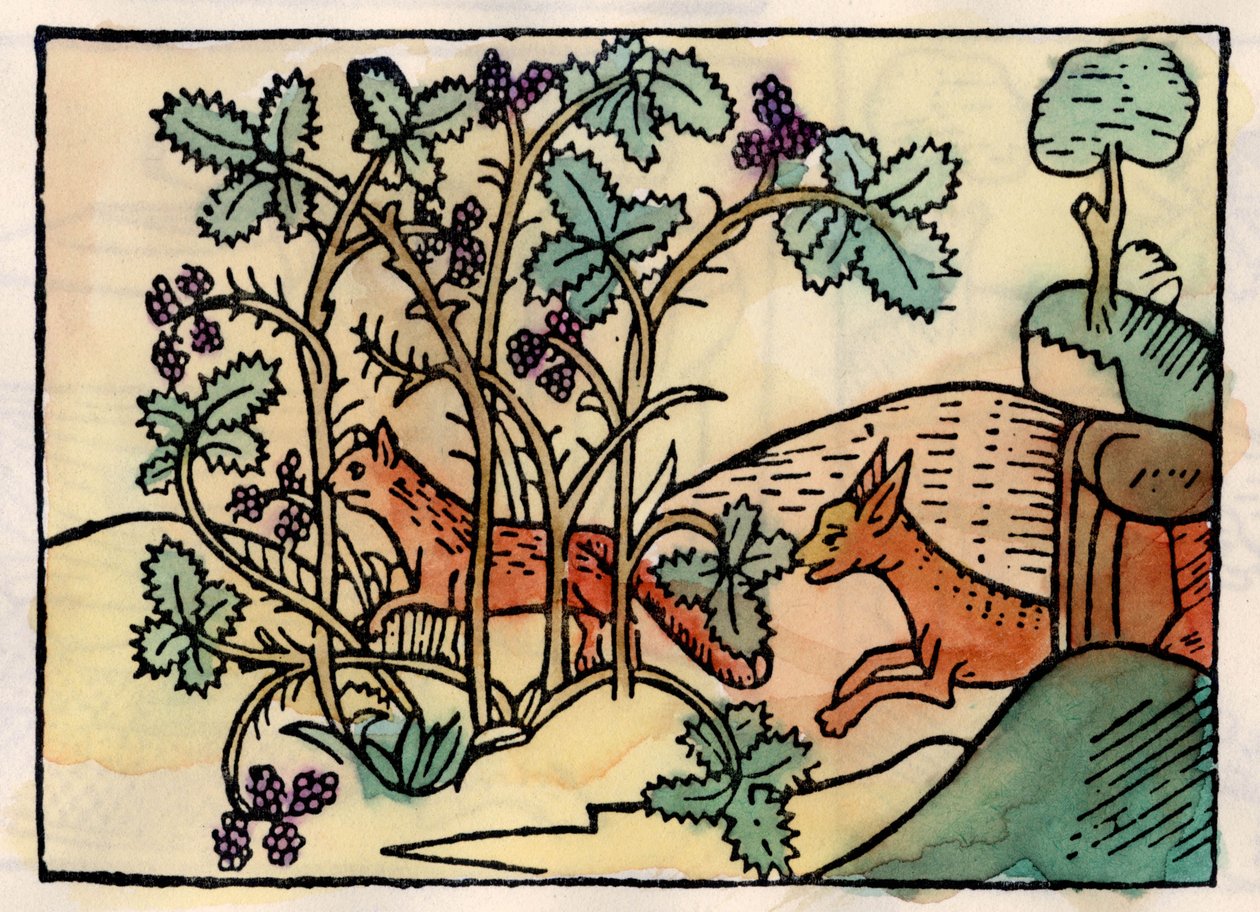 The Fox and the Grapes by Unknown artist: Fine art print