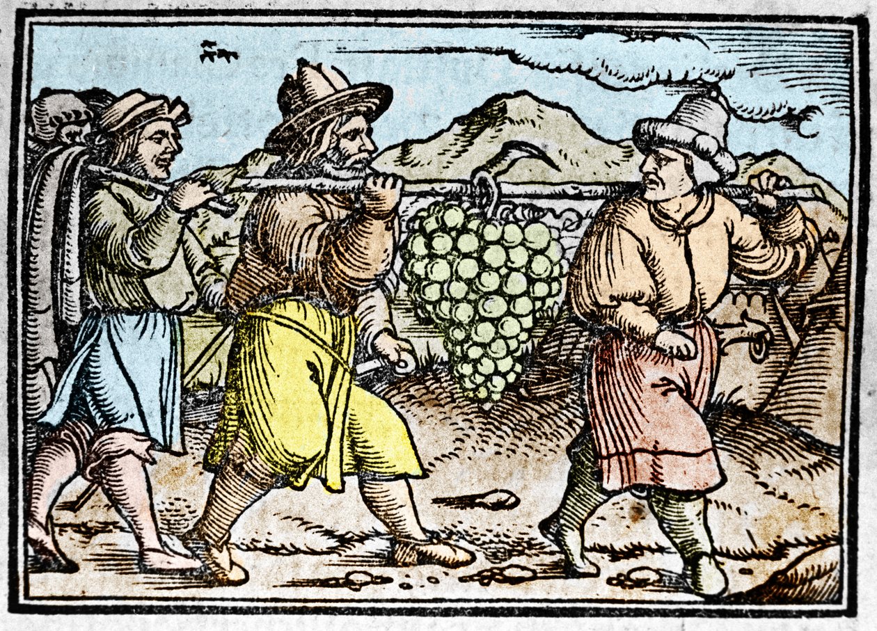 Joshua And Caleb Grapes Joshua And Caleb Lama Brothers