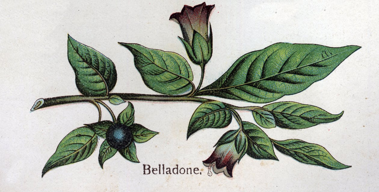 Belladonna Flower Drawing Antique Color Plant Flower Illustration