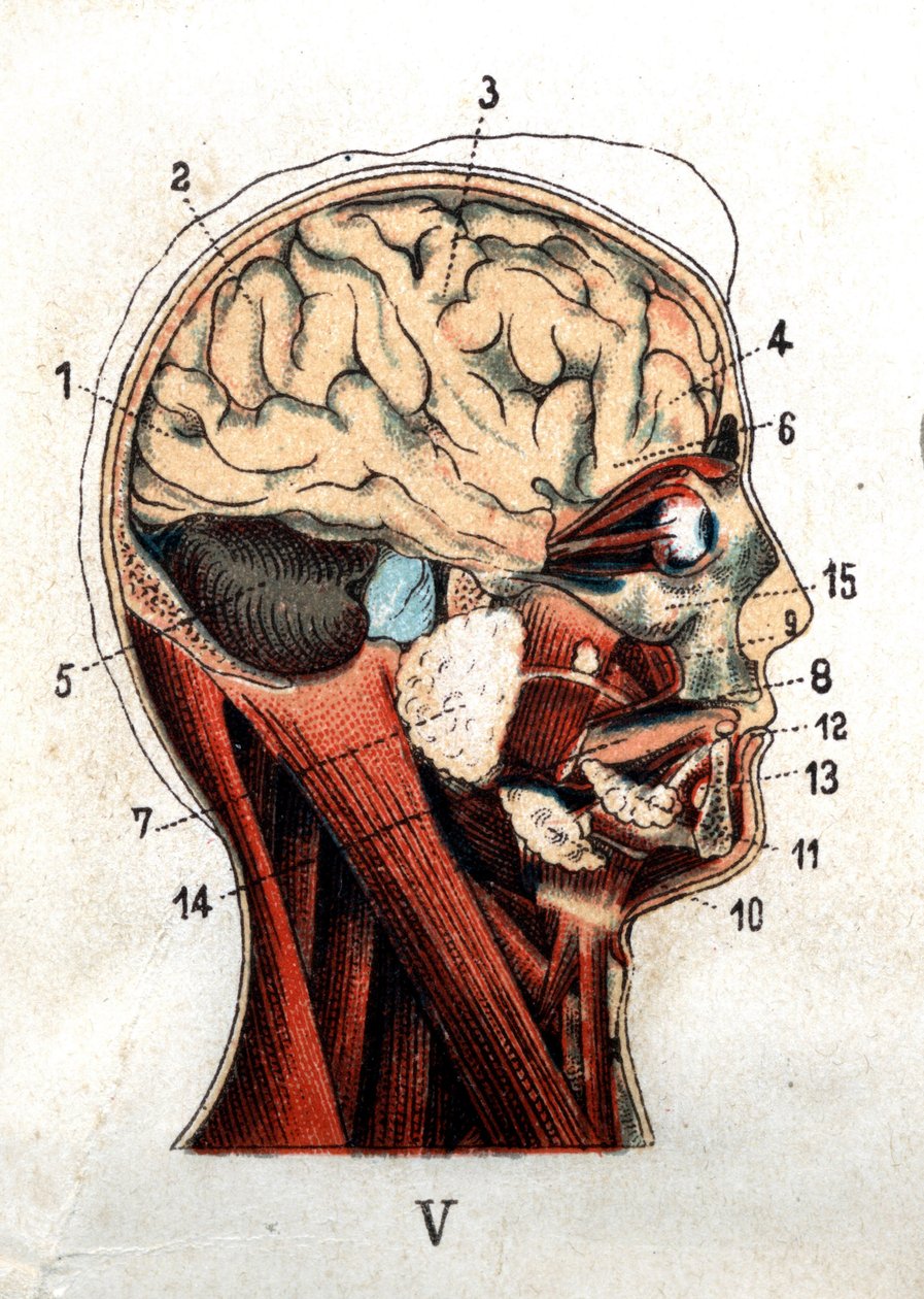 Anatomy: cross section of the human skull, section of the brain and ...