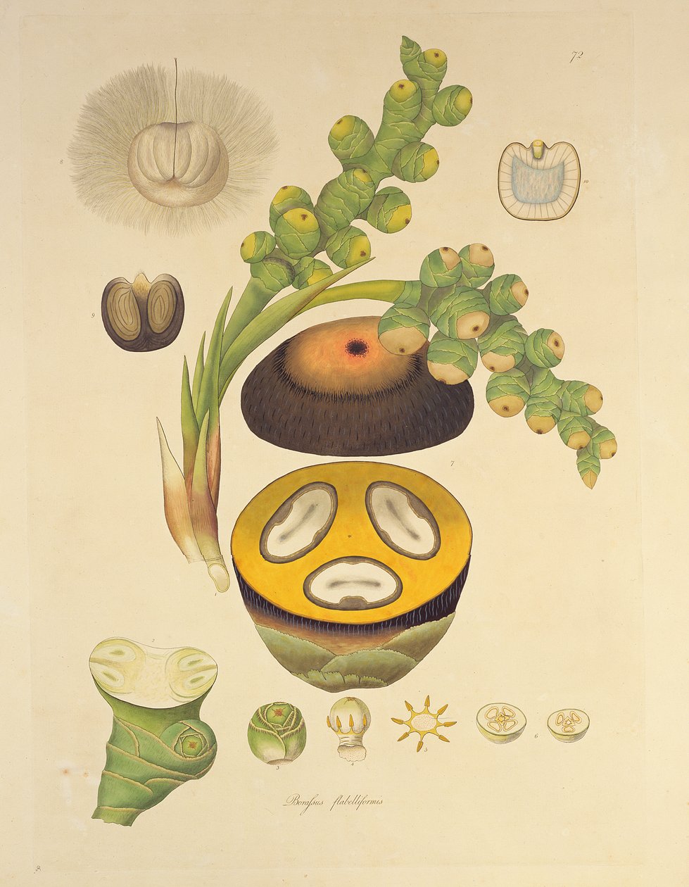 Borassus flabelliformis (Palmaira tree) illustration from 'Plants of ...