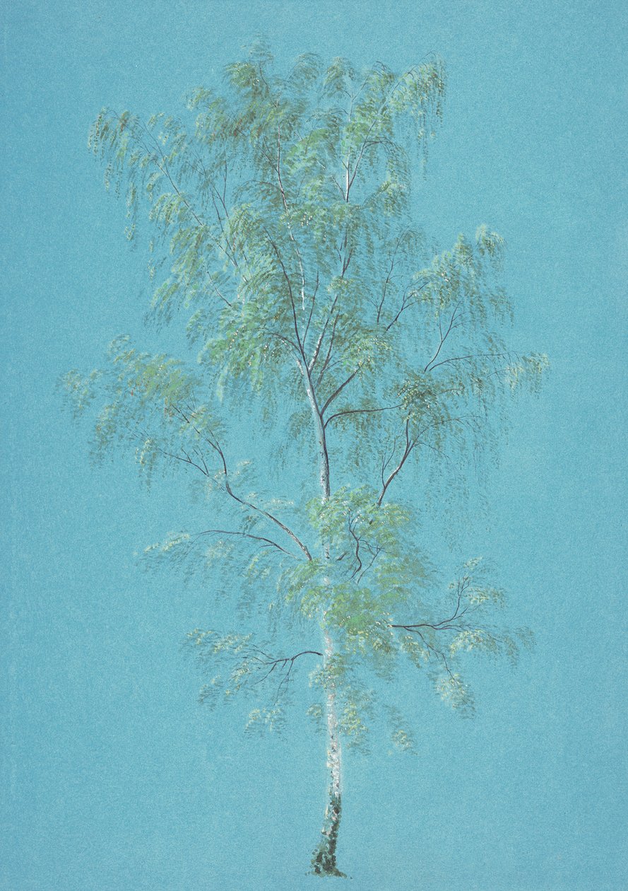 Birch Tree by Joseph Mallord William Turner