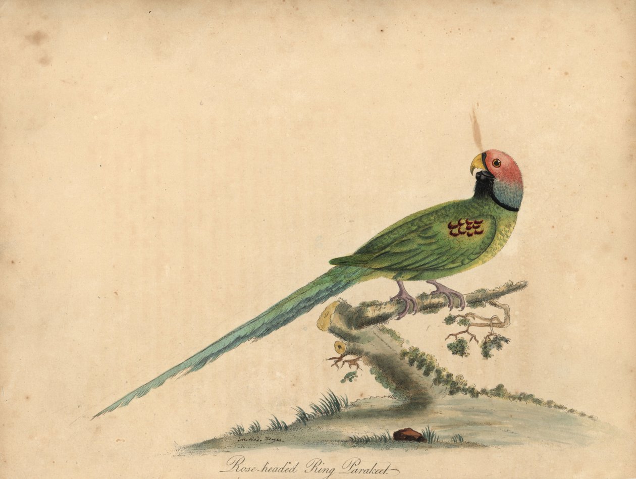 Blossom-headed parakeet, Psittacula roseata (Rose-headed ring parrakeet)