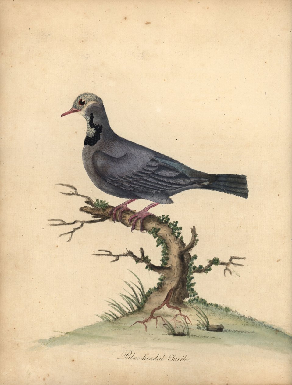 Blue-Headed Quail-Dove, Starnoenas Cyanocephala. Handcoloured ...