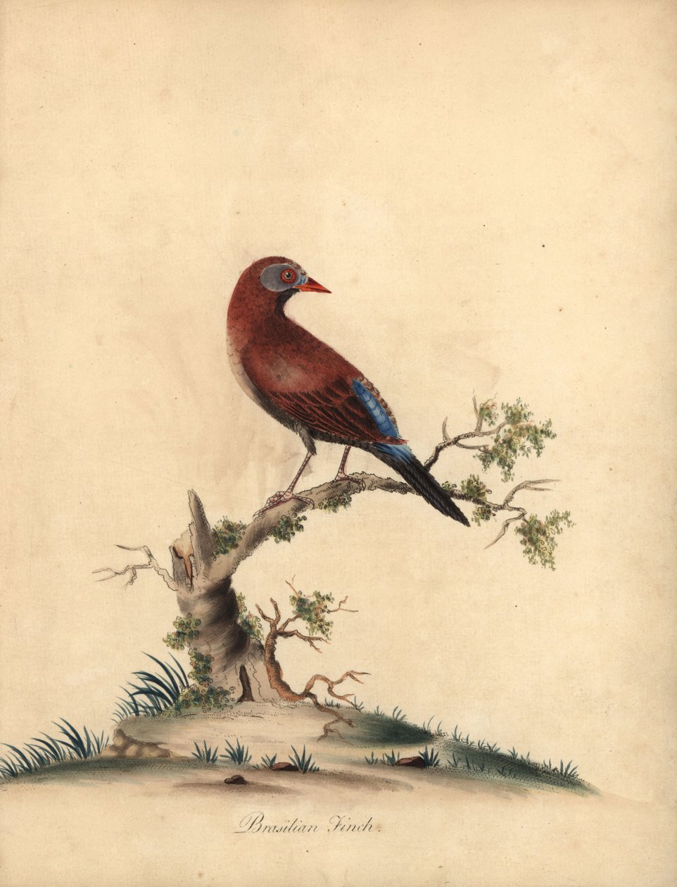 Common Grenadier, Uraeginthus Granatinus, Native to Africa ...
