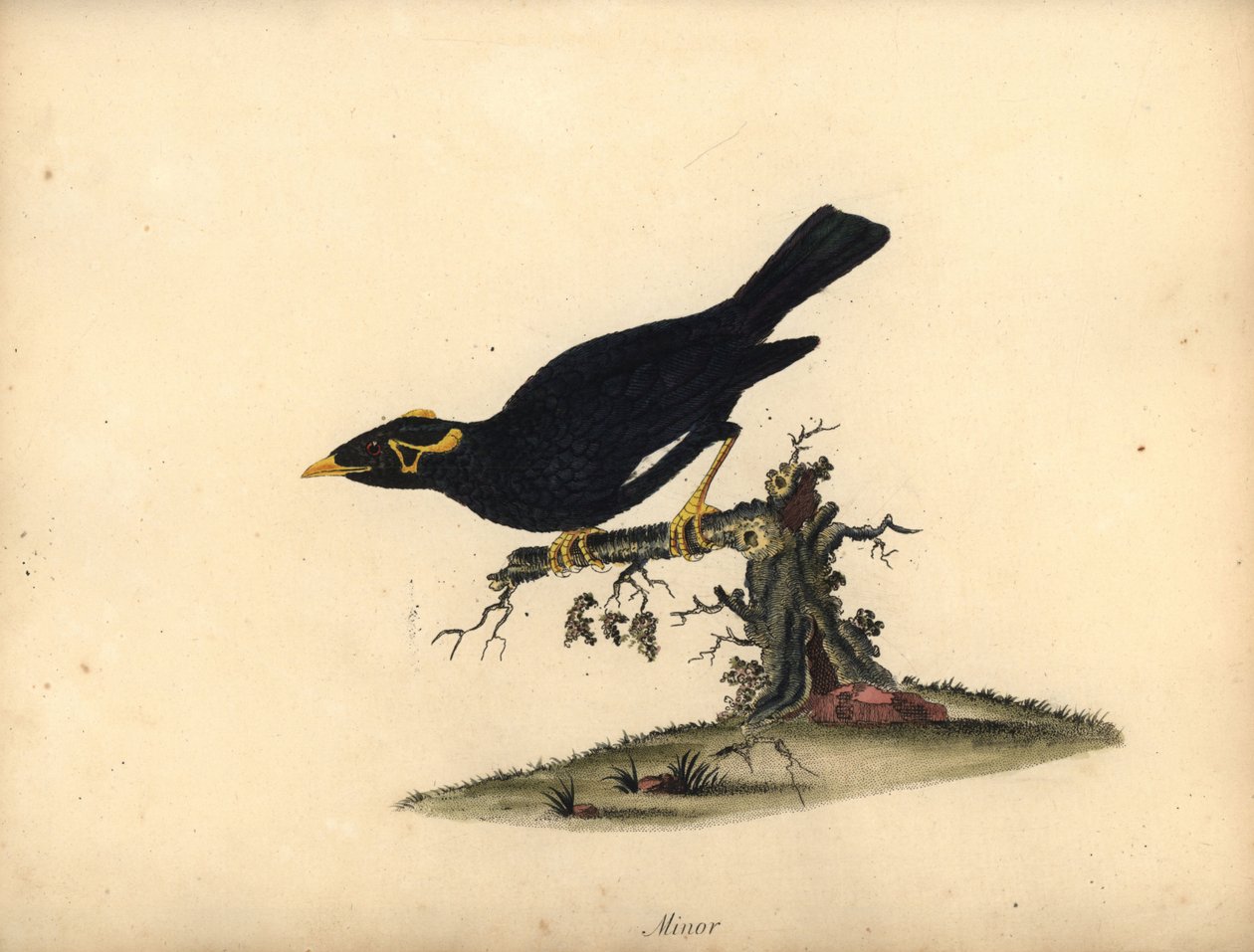 Common Hill Myna, Gracula Religiosa. Handcoloured Copperplate Engraving ...
