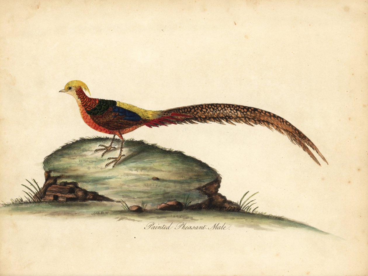 Golden or Chinese pheasant, Chrysolophus pictus, male. Handcoloured ...