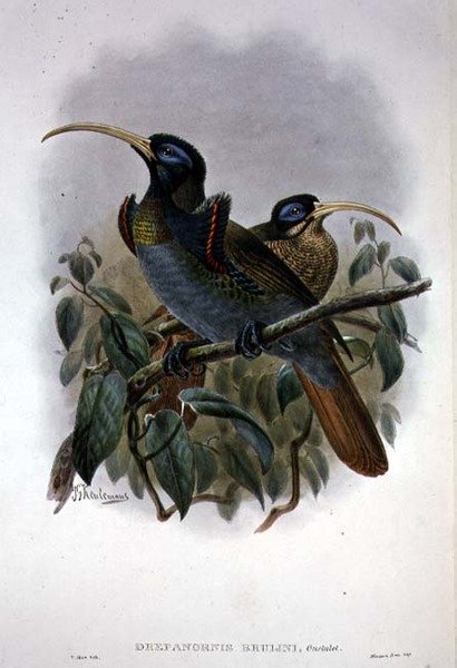 White Sickle-billed Bird of Paradise by William Matthew Hart