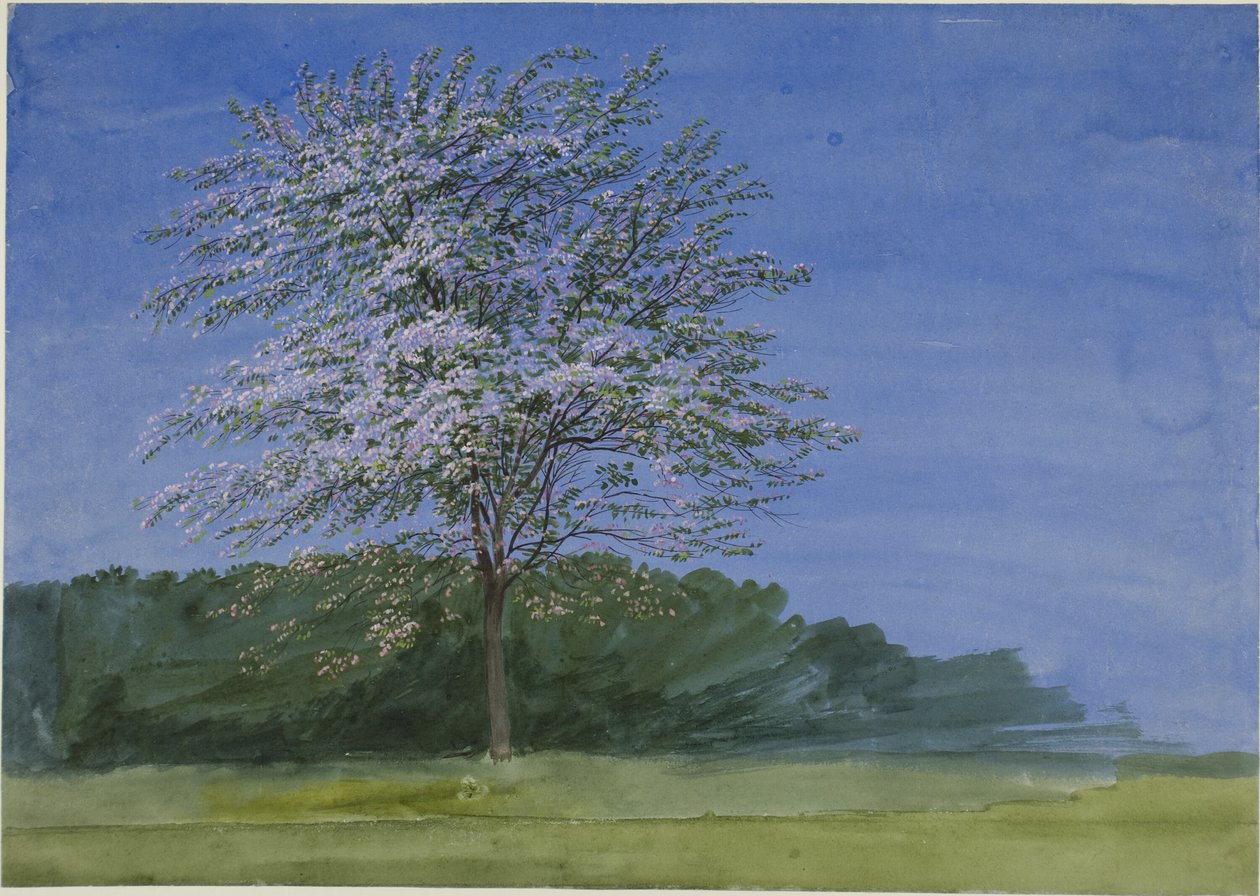 Study of a Tree in Bloom by Joseph Mallord William Turner