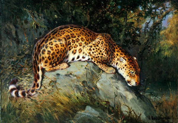 A Leopard Crouching on a Rock by William Woodhouse