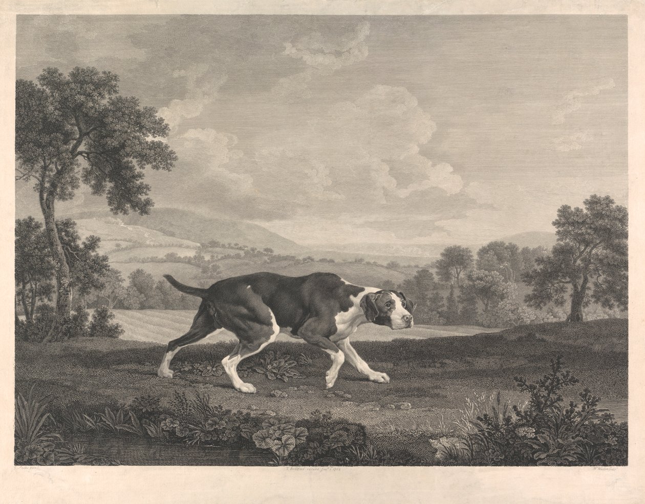 The Spanish Pointer by William Woollett: Buy fine art prints