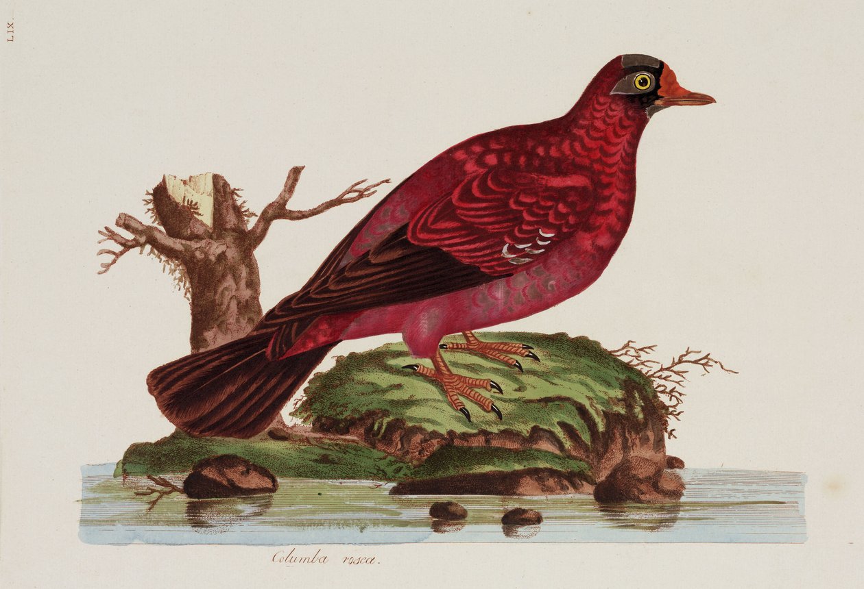 Red dove by John Pardon: Highest-quality art reproduction