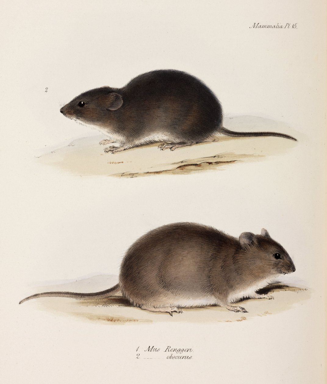Two Types of Mouse by John Pardon: Premium art reproduction