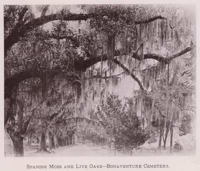 Spanish Moss Drawing