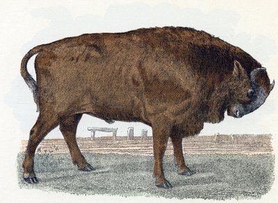 Aurochs - 'Alphabet illustrates animals' 19th century