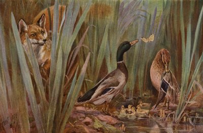 Fox watching a family of ducks by English School