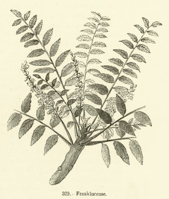 Frankincense Tree Drawing
