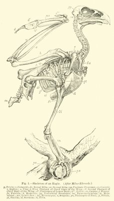 Eagle Skeleton Drawing