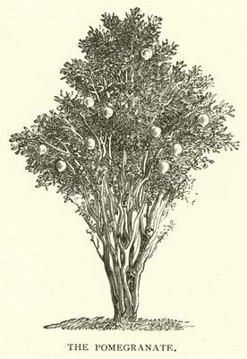 Pomegranate Tree Drawing