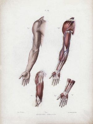 Male Arm Anatomy