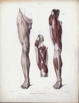 how to draw male legs