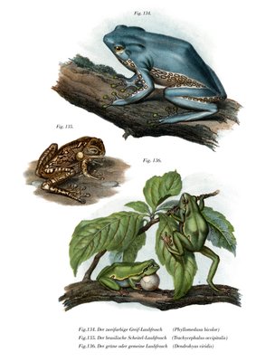 Giant Leaf Frog by German School: Buy fine art print