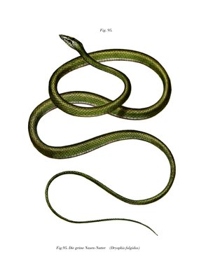Green Vine Snake Drawing