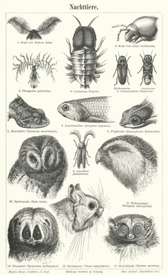 Nocturnal Animals by German School: Buy fine art print