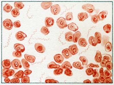 Spirillum Under Microscope