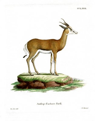 Springbok (coloured engraving) by German School