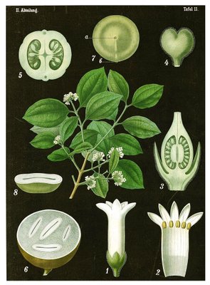 Strychnine Tree