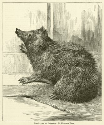 Timothy The Hedgehog