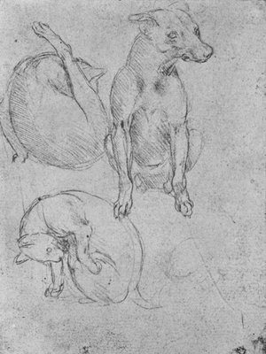 Leonardo Da Vinci Drawings Of Animals
