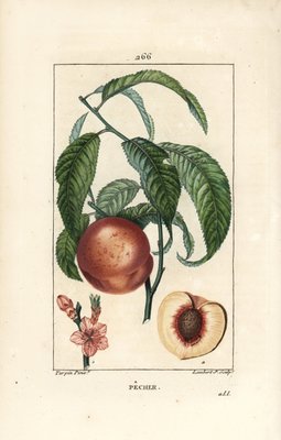 Peach Tree Blossom Drawing