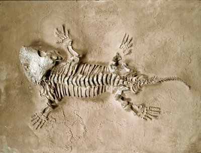 Prehistory: fossil of Seymouria Bayolorensis amphibian reptile from ...