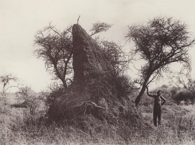 A Mammoth Antheap by South African Photographer