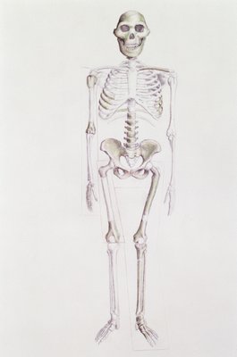 Australopithecus Skeleton