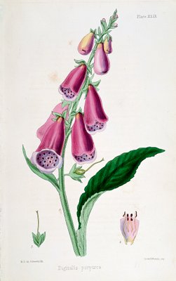 Digitalis Purpurea Drawing
